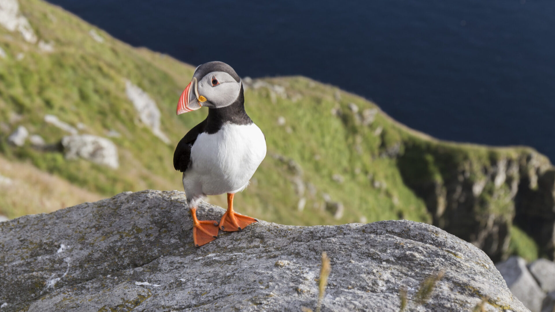 The Magic of Trondelag and Lofoten Unveiled | Nordiva Tours