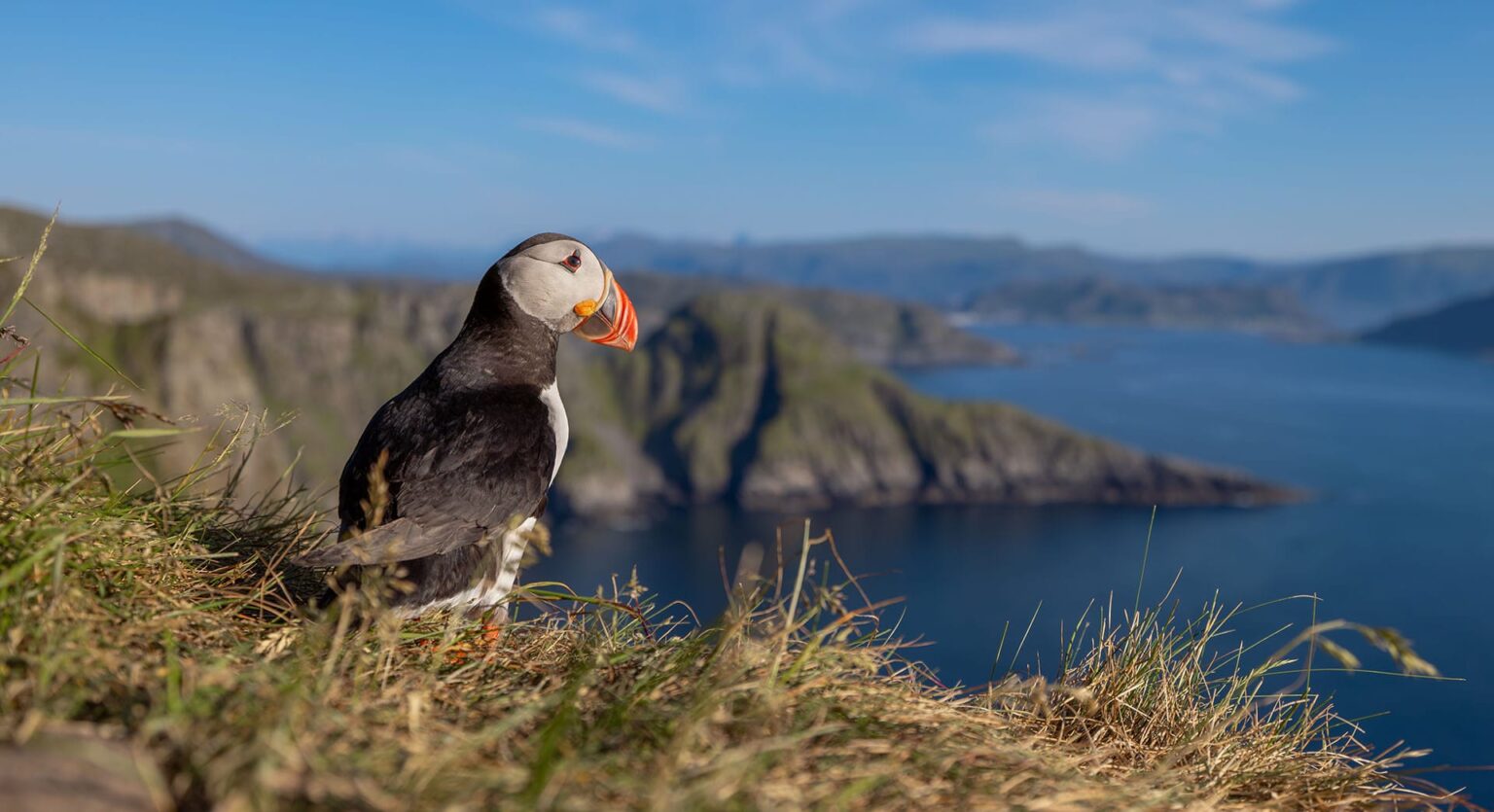 Ålesund, Norway | 10 best things to do in Ålesund from Nordiva Tours